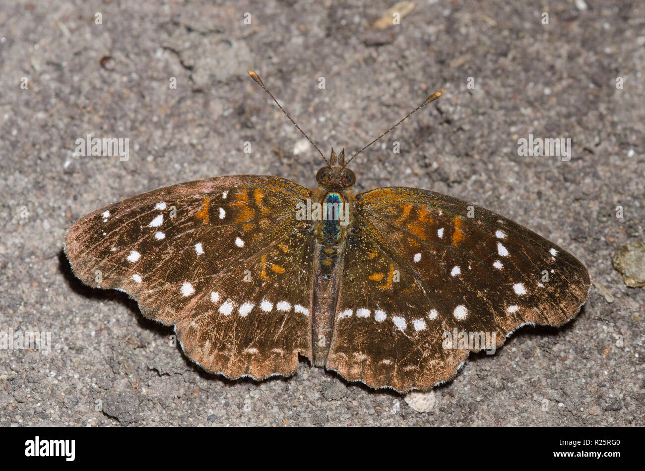 Texas crescent hi-res stock photography and images - Alamy