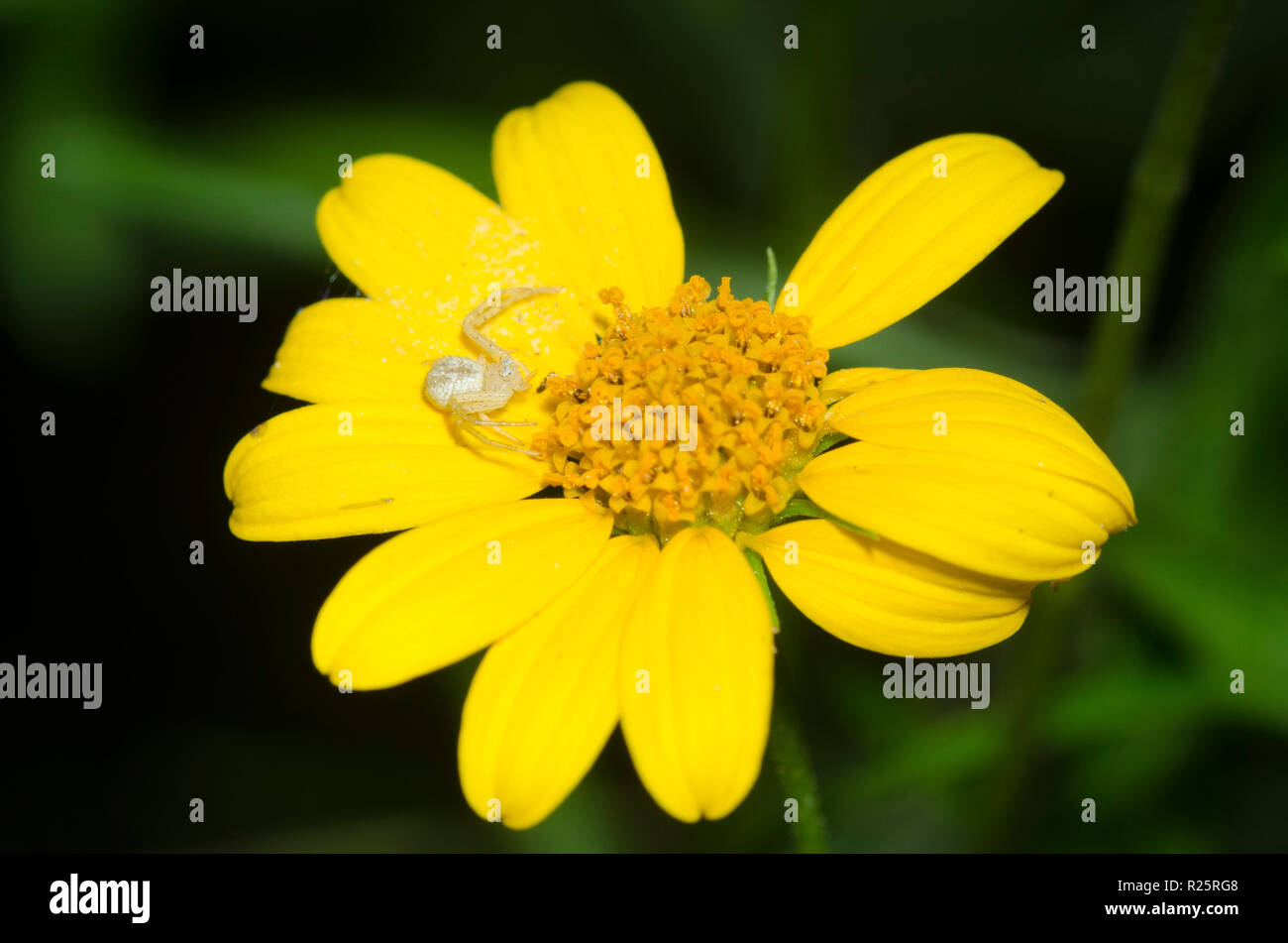 Crab Spider, Family Thomisidae, on yellow composite Stock Photo - Alamy
