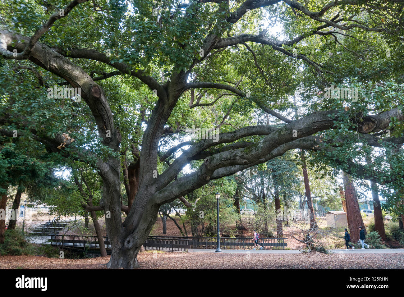 Large oak tree at the west entrance to University of California ...