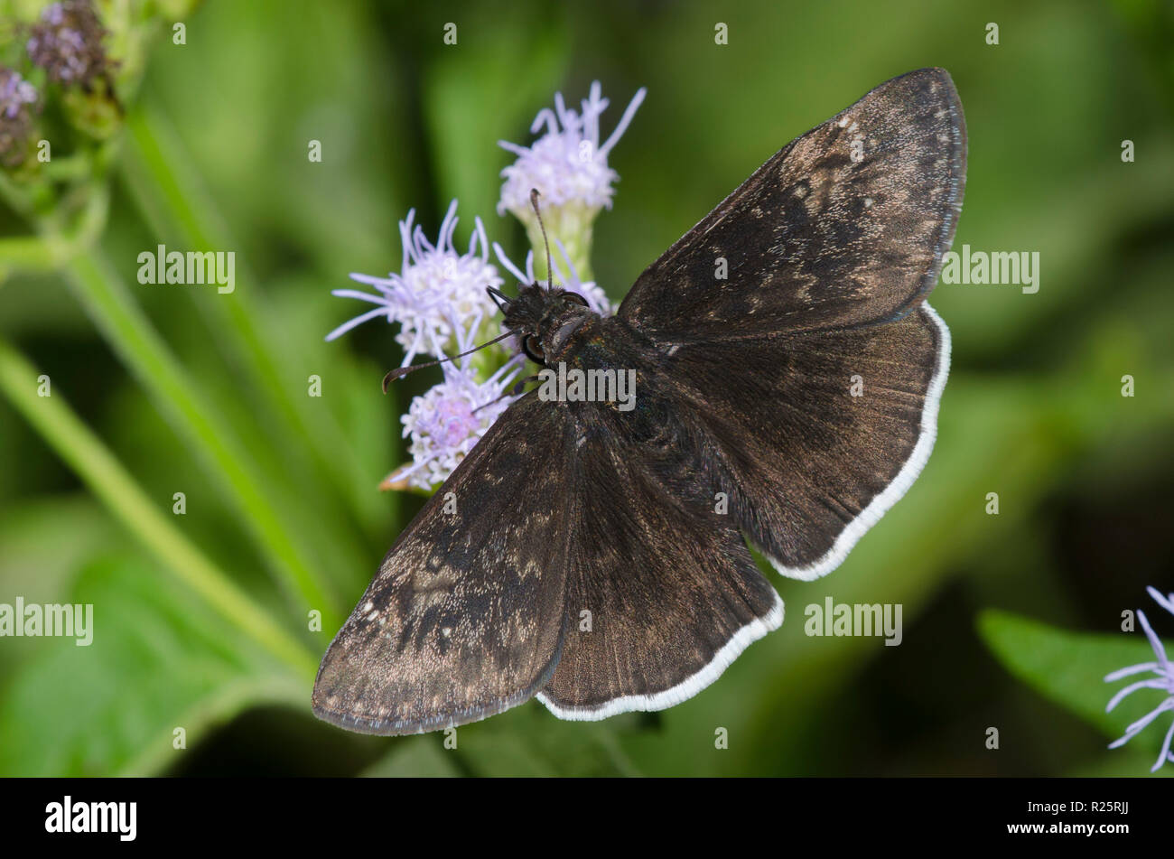 Funereal duskywing butterfly hi-res stock photography and images - Alamy