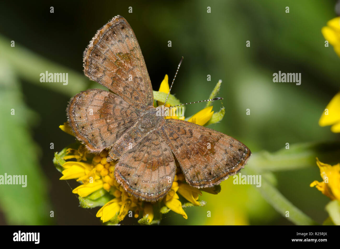 Fatal Metalmark, Calephelis nemesis Stock Photo - Alamy