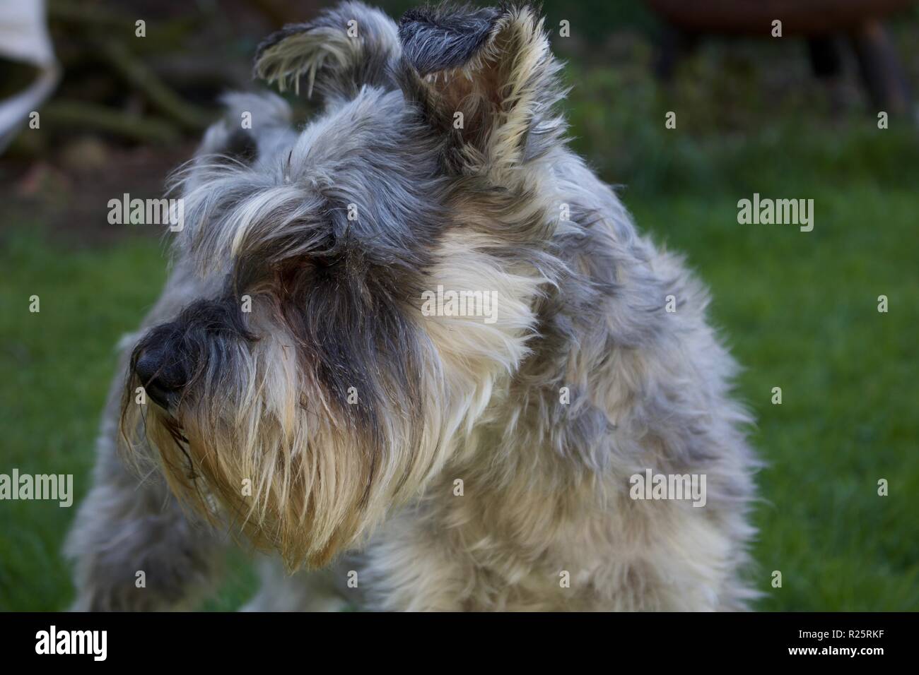 Grey miniature schnauzer hi-res stock photography and images - Alamy