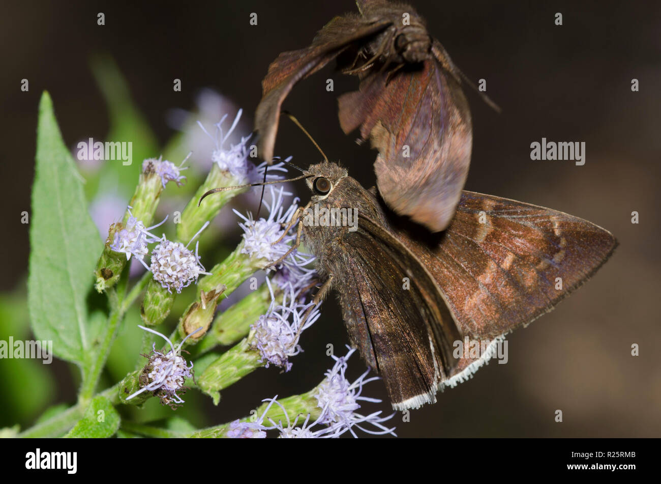 Coyote Cloudywing, Cecropterus coyote, on mist flower, Conoclinium sp ...