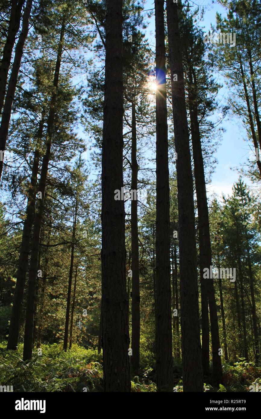 Setting sun nottinghamshire hi-res stock photography and images - Alamy