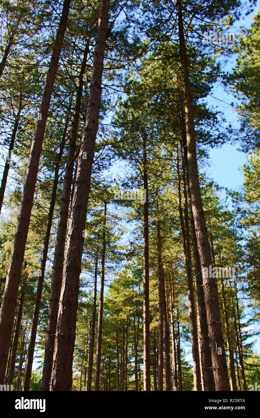 Tall Slim Trees High Resolution Stock Photography and Images - Alamy