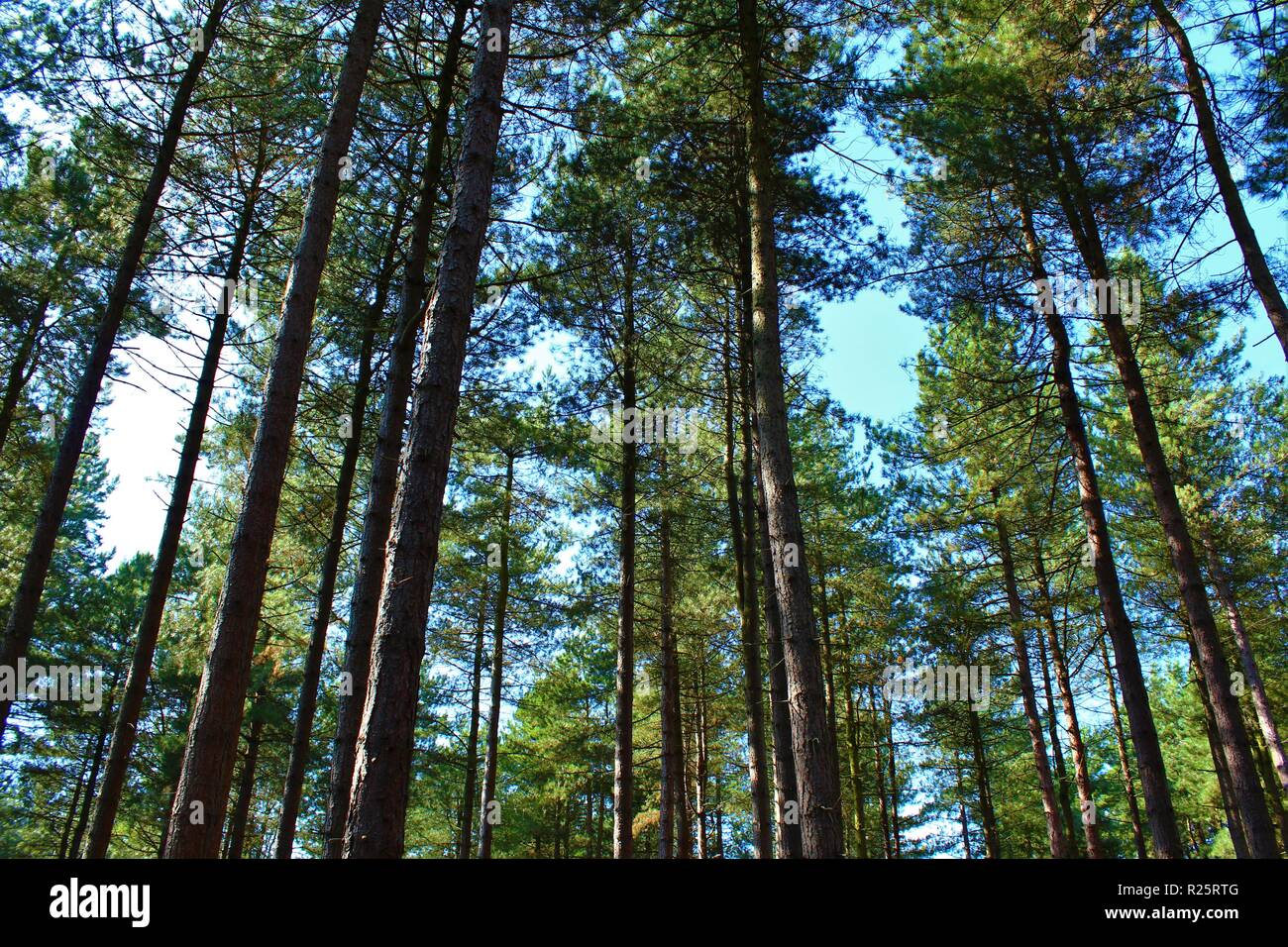 Tall thin pine trees hi-res stock photography and images - Alamy