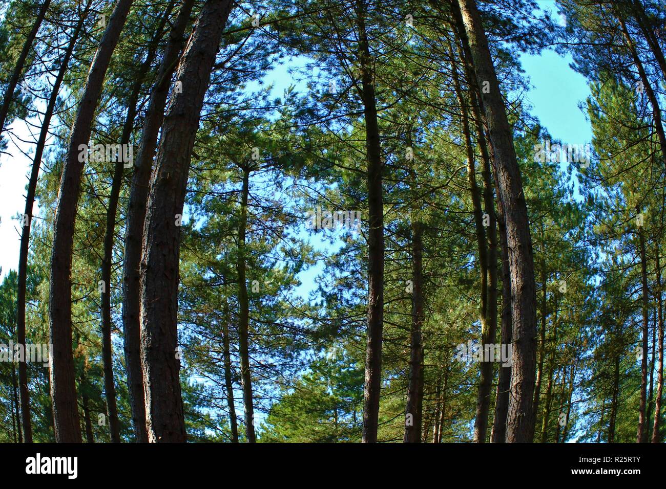 Tall thin pine trees hi-res stock photography and images - Alamy