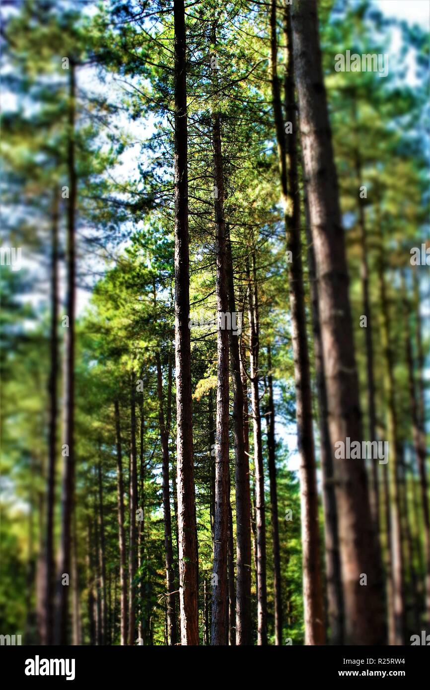 Thin tall trees hi-res stock photography and images - Alamy
