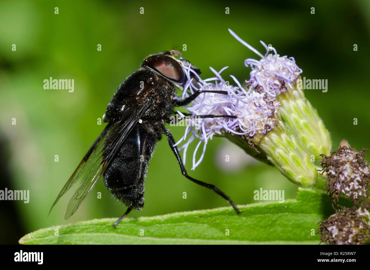 Mexican Cactus Fly, Copestylum mexicanum, on mist flower, Conoclinium ...