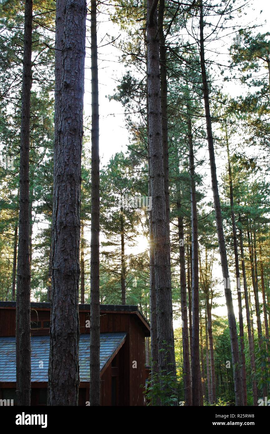 Tall Pine Trees in Sherwood Forest, Nottinghamshire, England Stock ...
