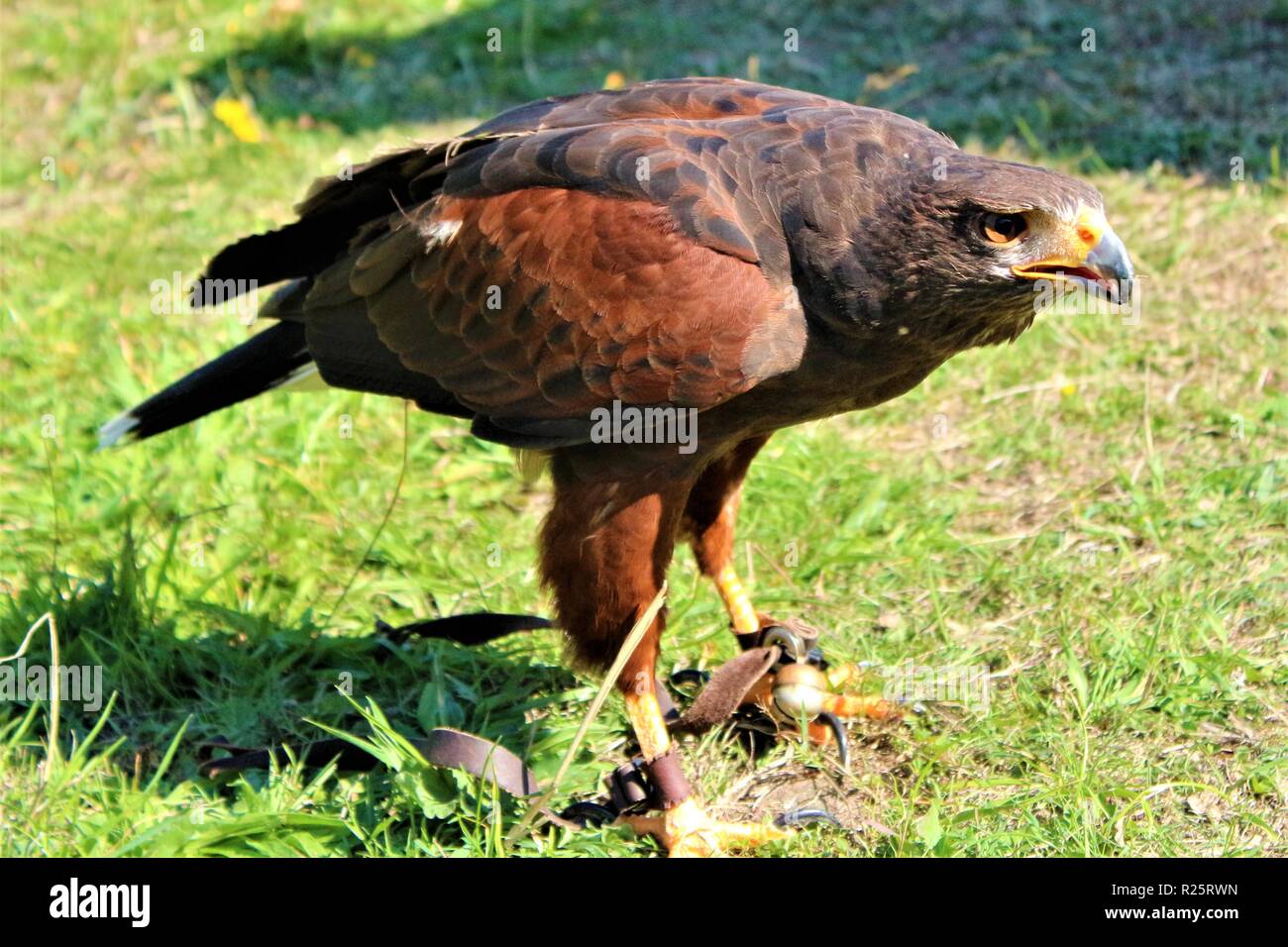 Bay winged hawk hi-res stock photography and images - Alamy