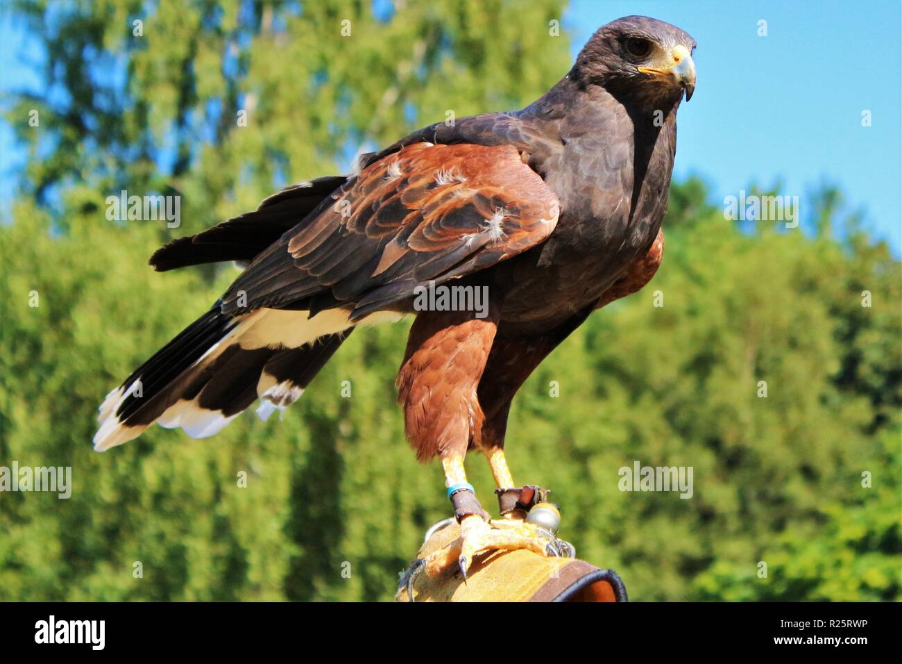 Harris hawk and claws hi-res stock photography and images - Alamy