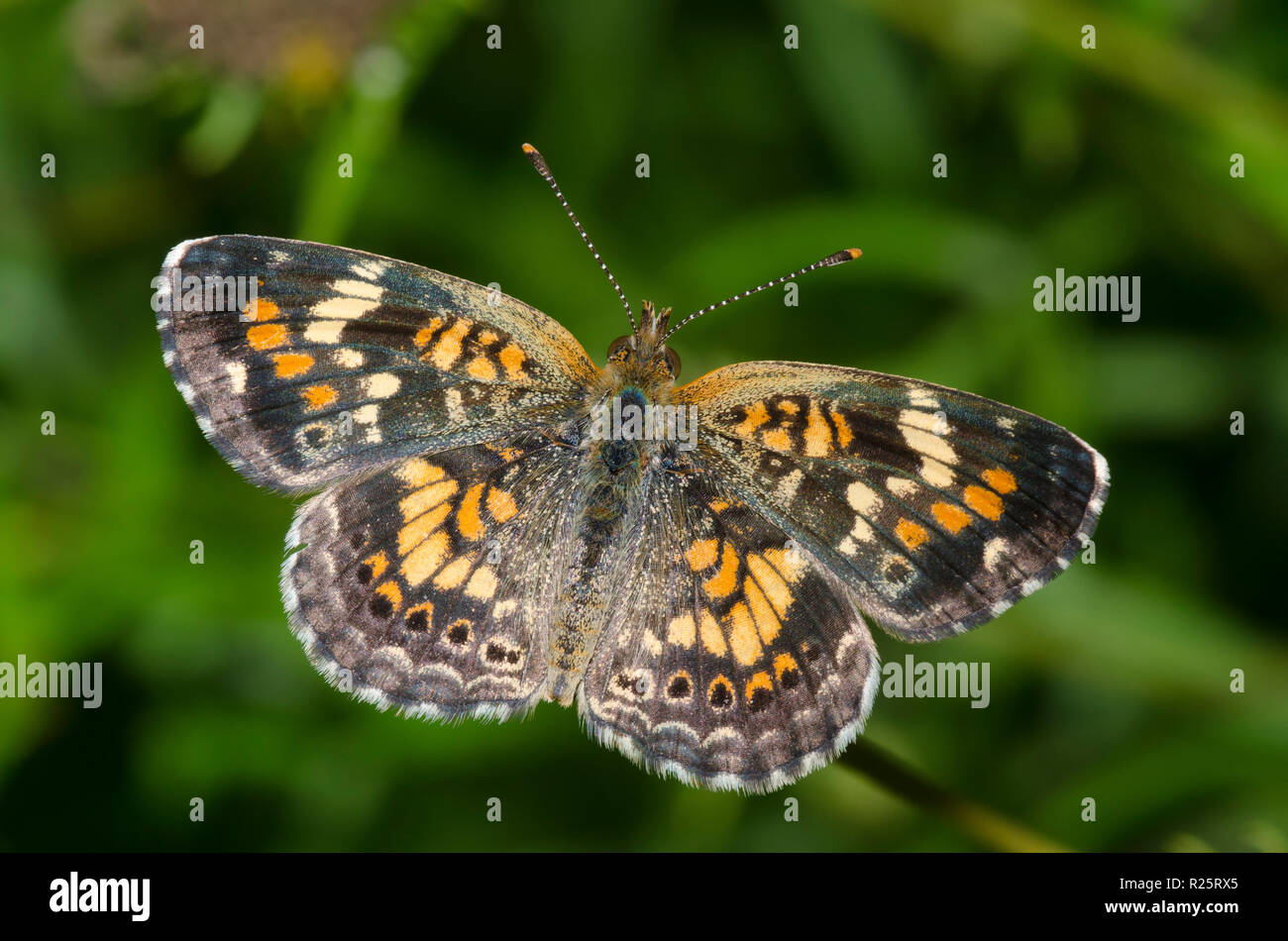 Texas crescent hi-res stock photography and images - Alamy