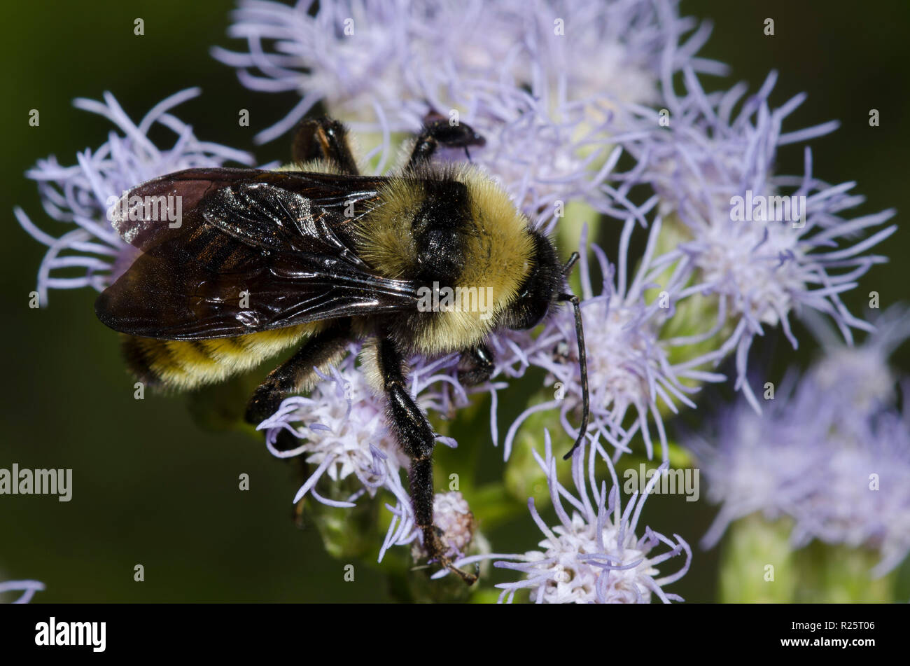 Bombus sp gathering nectar on flower hi-res stock photography and ...