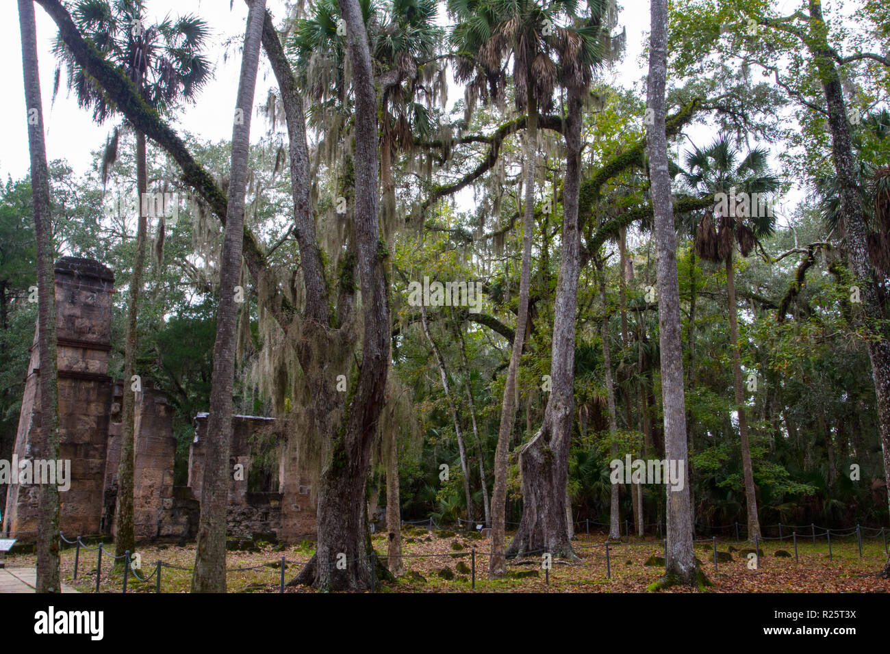Bulow plantation hi-res stock photography and images - Alamy