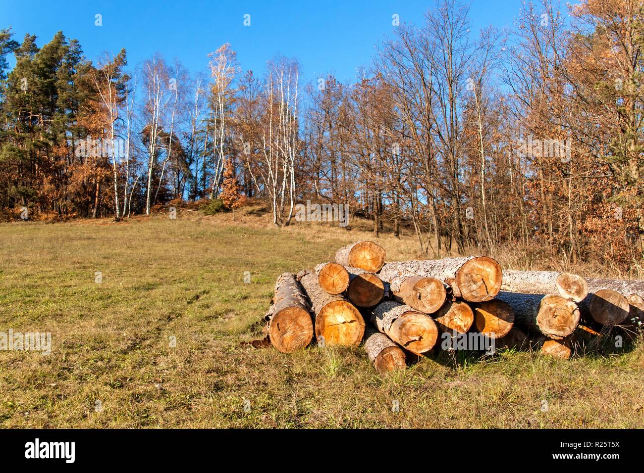 Pine tree and spruce. A pile of logs in a meadow at a forest. Bark ...