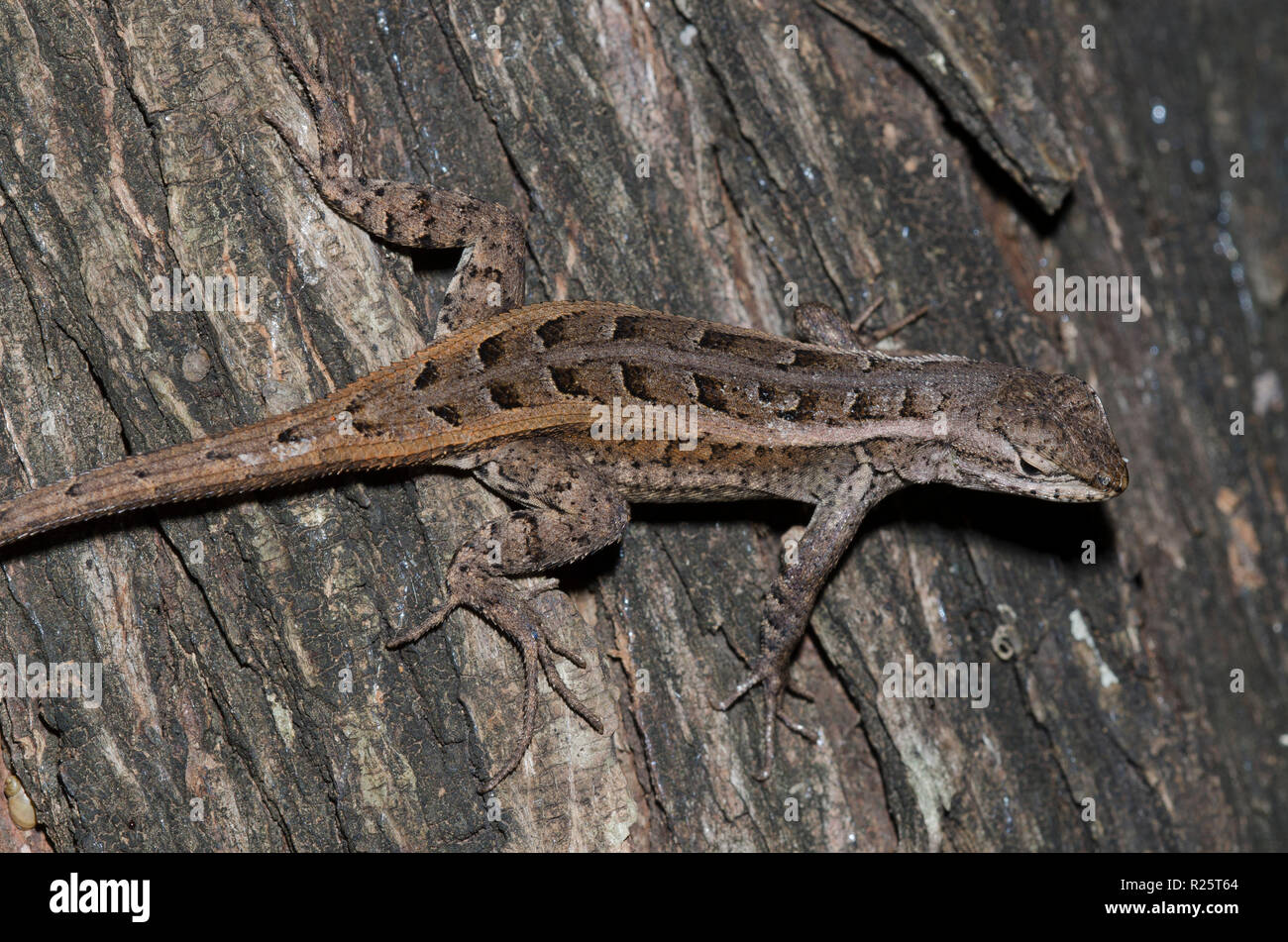 Rosebelly Lizard, Sceloporus variabilis Stock Photo - Alamy