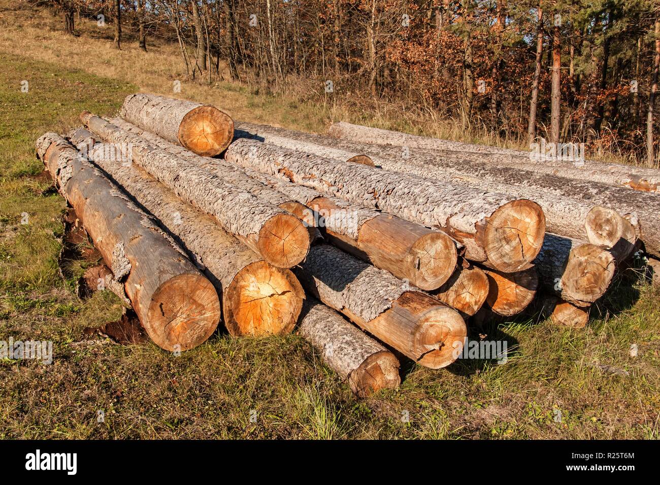 Detail of calamity hi-res stock photography and images - Alamy