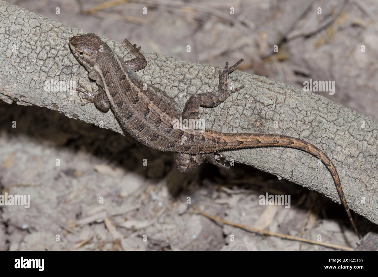 Rosebelly hi-res stock photography and images - Alamy