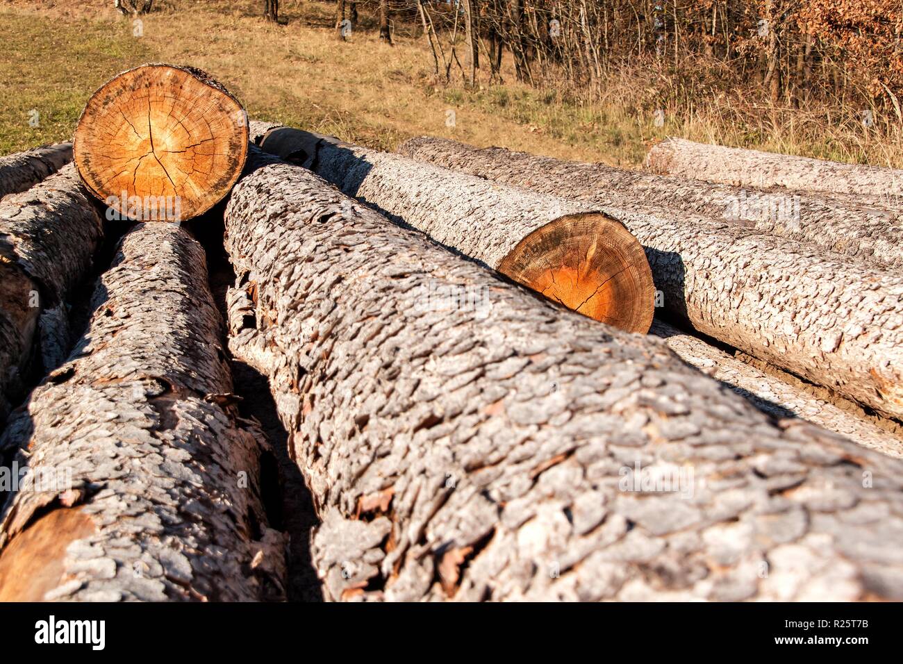 Pine tree and spruce. A pile of logs in a meadow at a forest. Bark ...