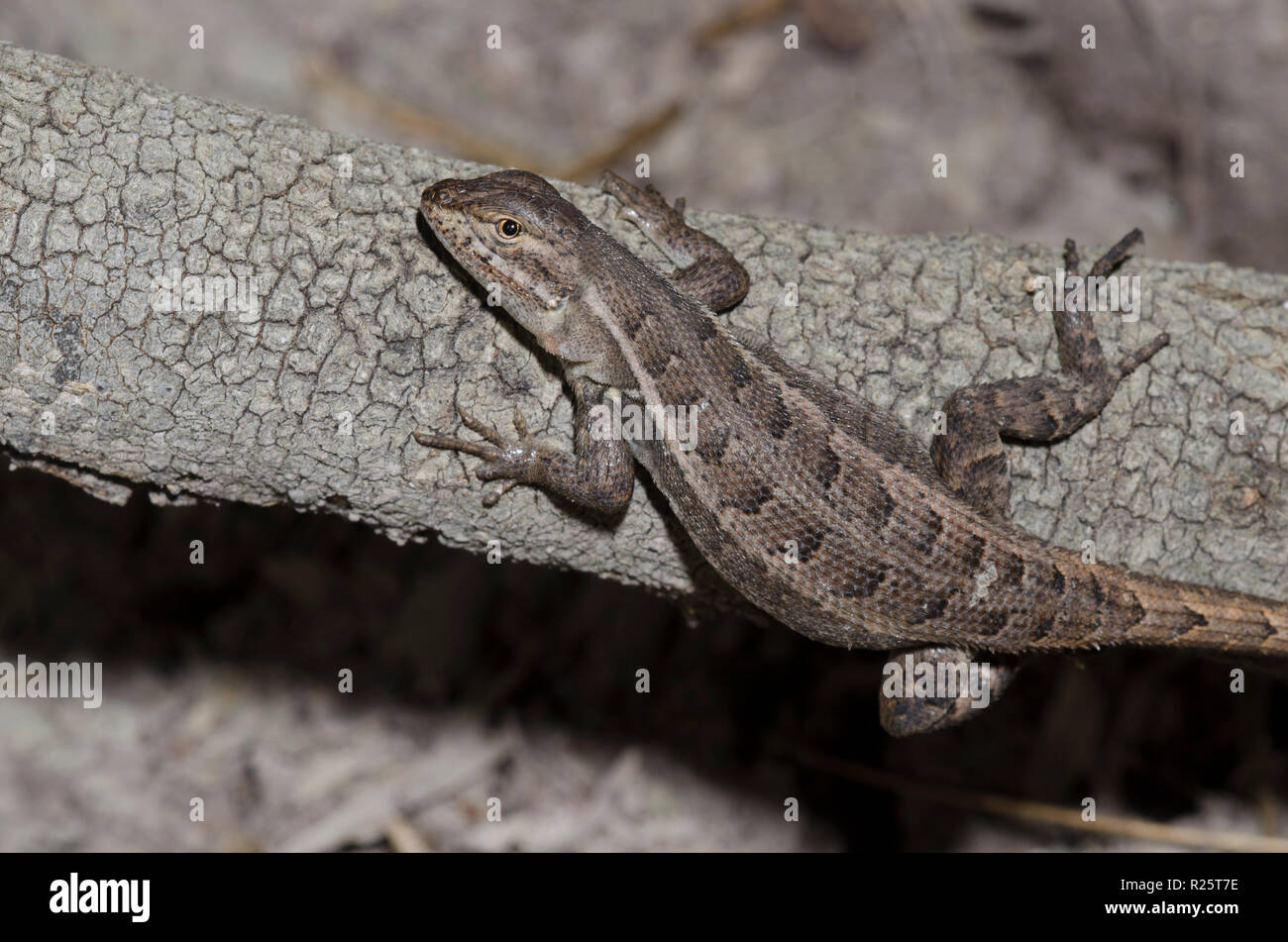 Rosebelly hi-res stock photography and images - Alamy