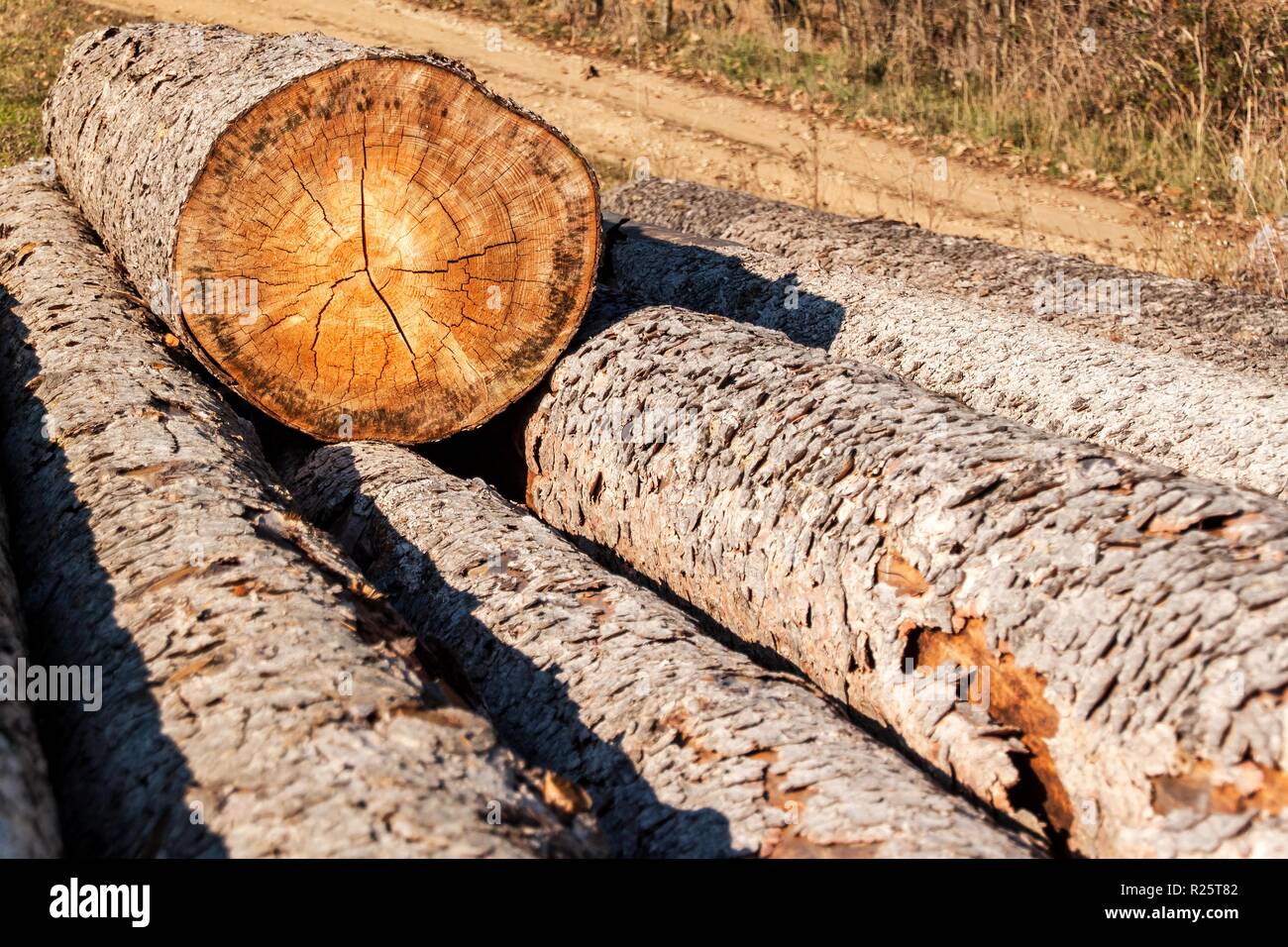 Timber extraction hi-res stock photography and images - Alamy