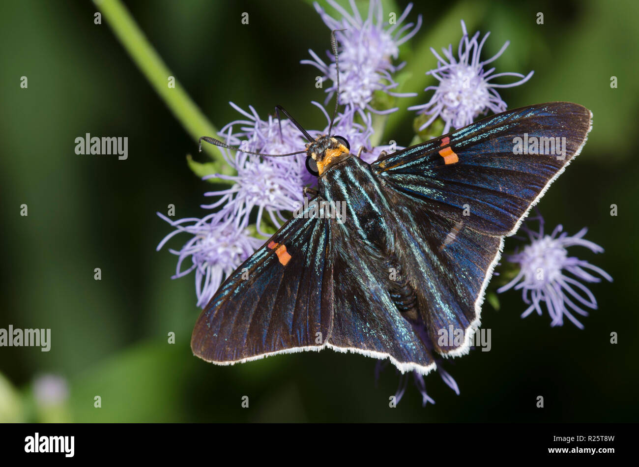 Guava Skipper, Phocides lilea, on mist flower, Conoclinium sp Stock ...