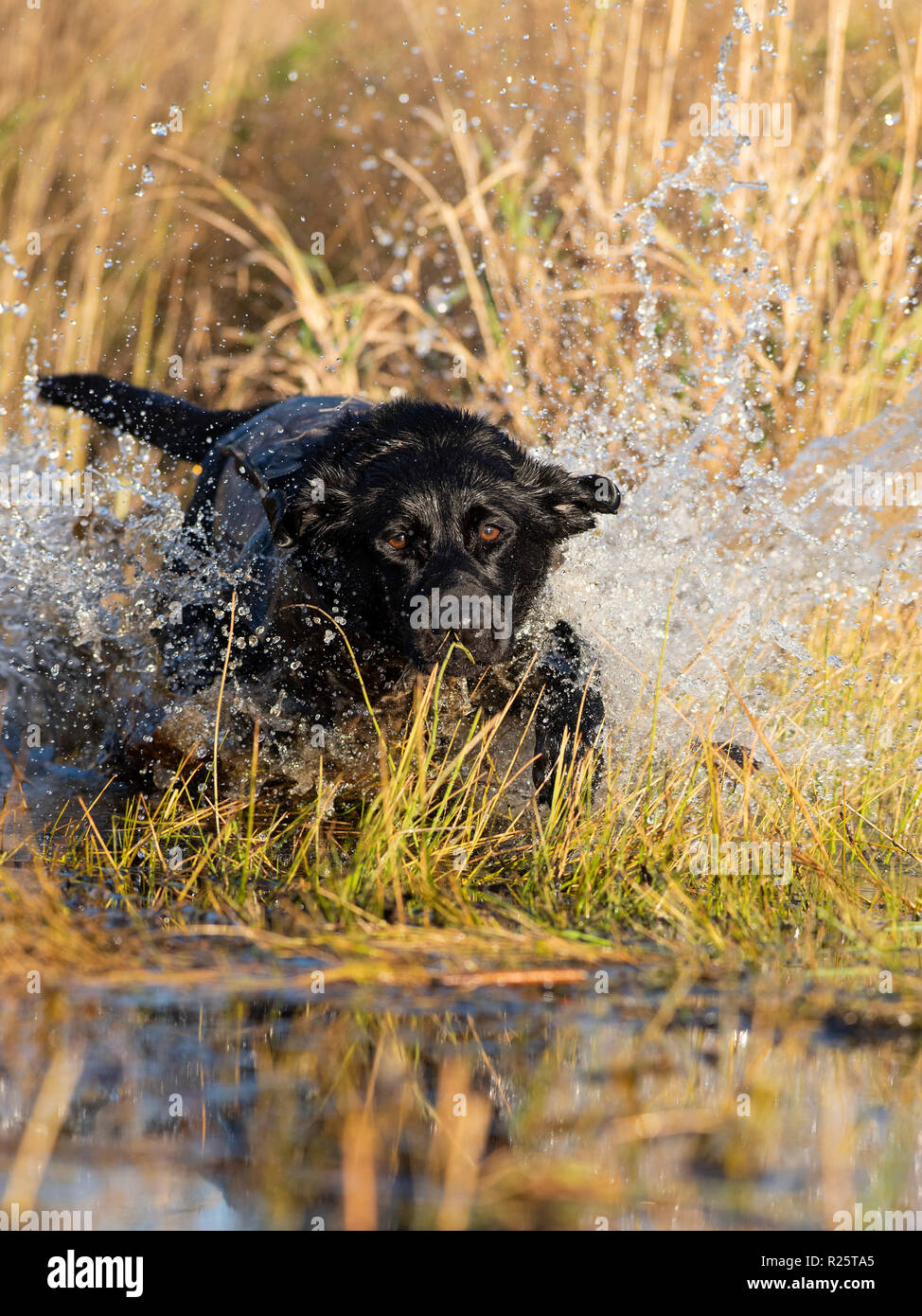 A Black lab leaping and running into the water for a retrieve Stock ...