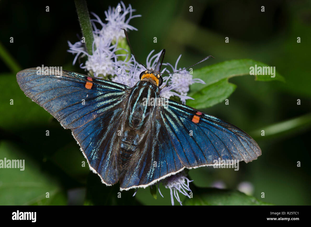 Phocides hi-res stock photography and images - Alamy