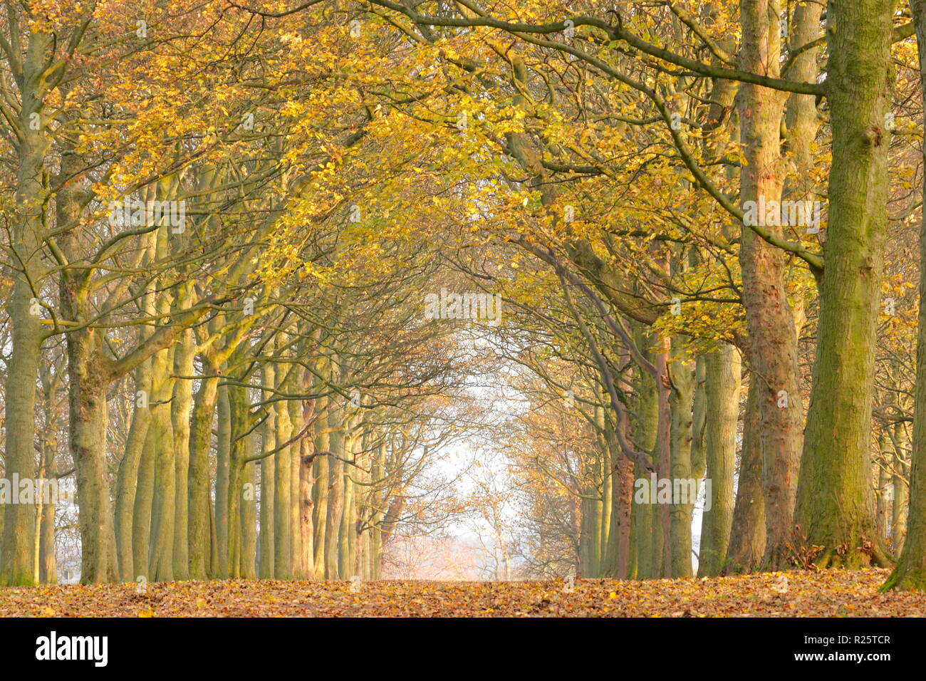 Woodland arch hi-res stock photography and images - Alamy