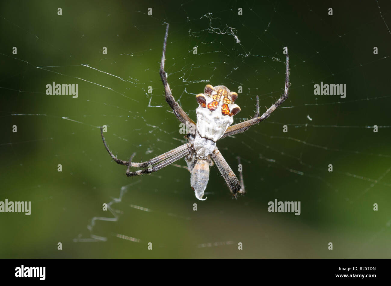 Silver Argiope, Argiope argentata, with prey Stock Photo - Alamy