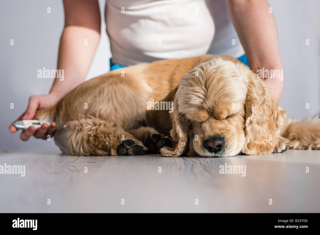 Patient hospital bed dog hi-res stock photography and images - Alamy