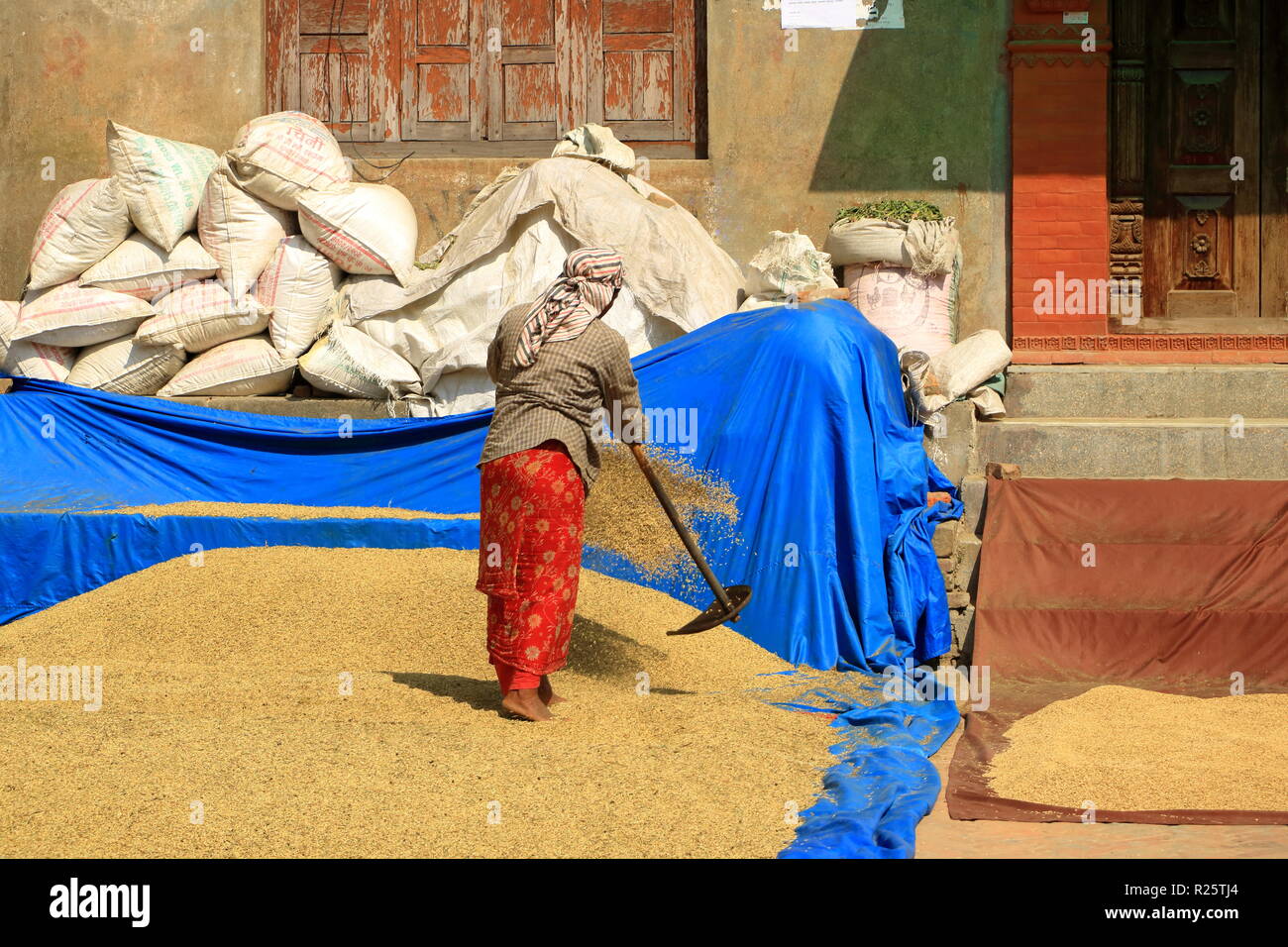 Woman drying paddy hi-res stock photography and images - Alamy
