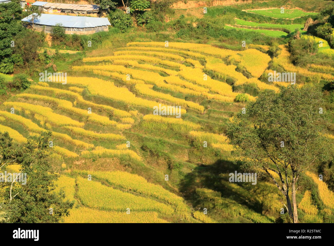 Rice Field In Nepal High Resolution Stock Photography and Images - Alamy