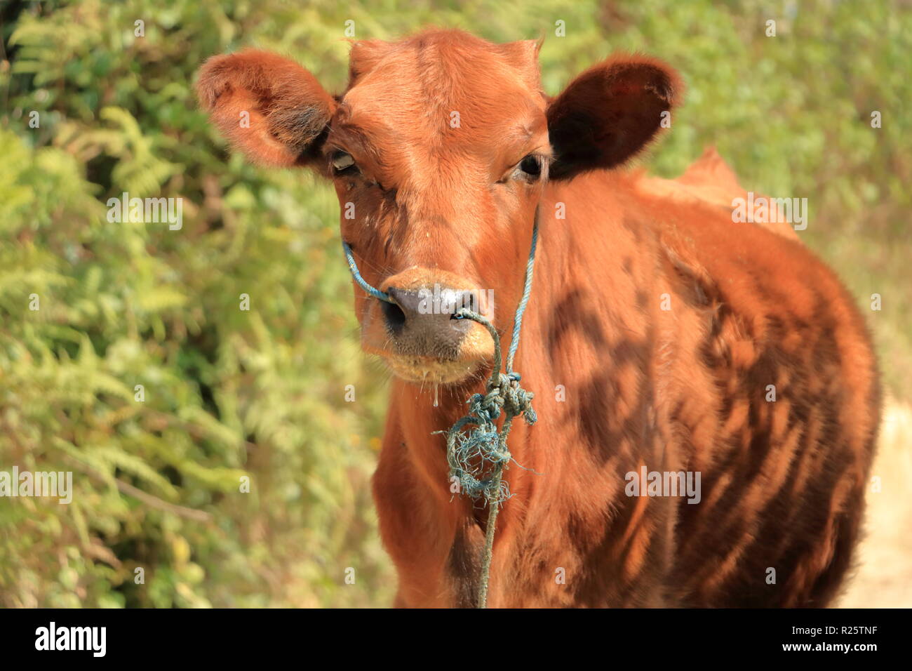 Cute calf cow, brown Stock Photo - Alamy