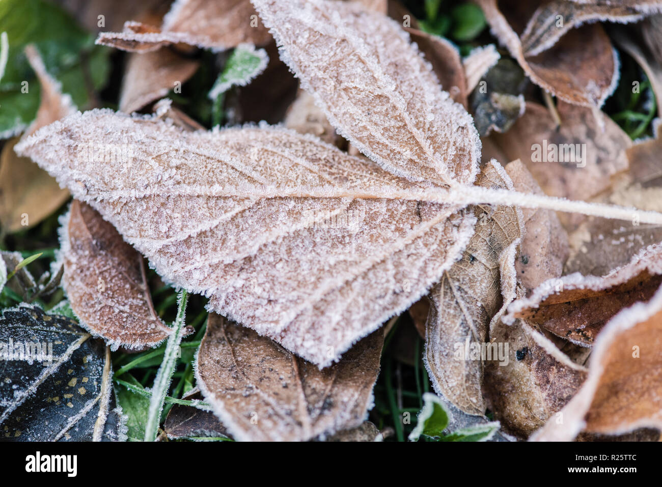 Macro texture rime close hi-res stock photography and images - Alamy