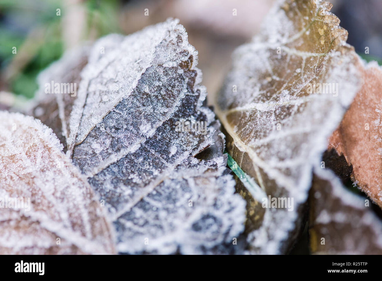 Frozen leaf with ice texture close up at nature outdoors Stock Photo ...