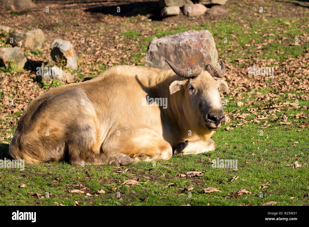 Takin hi-res stock photography and images - Alamy