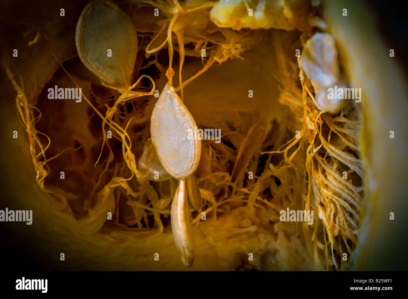 Busted pumpkin hi-res stock photography and images - Alamy