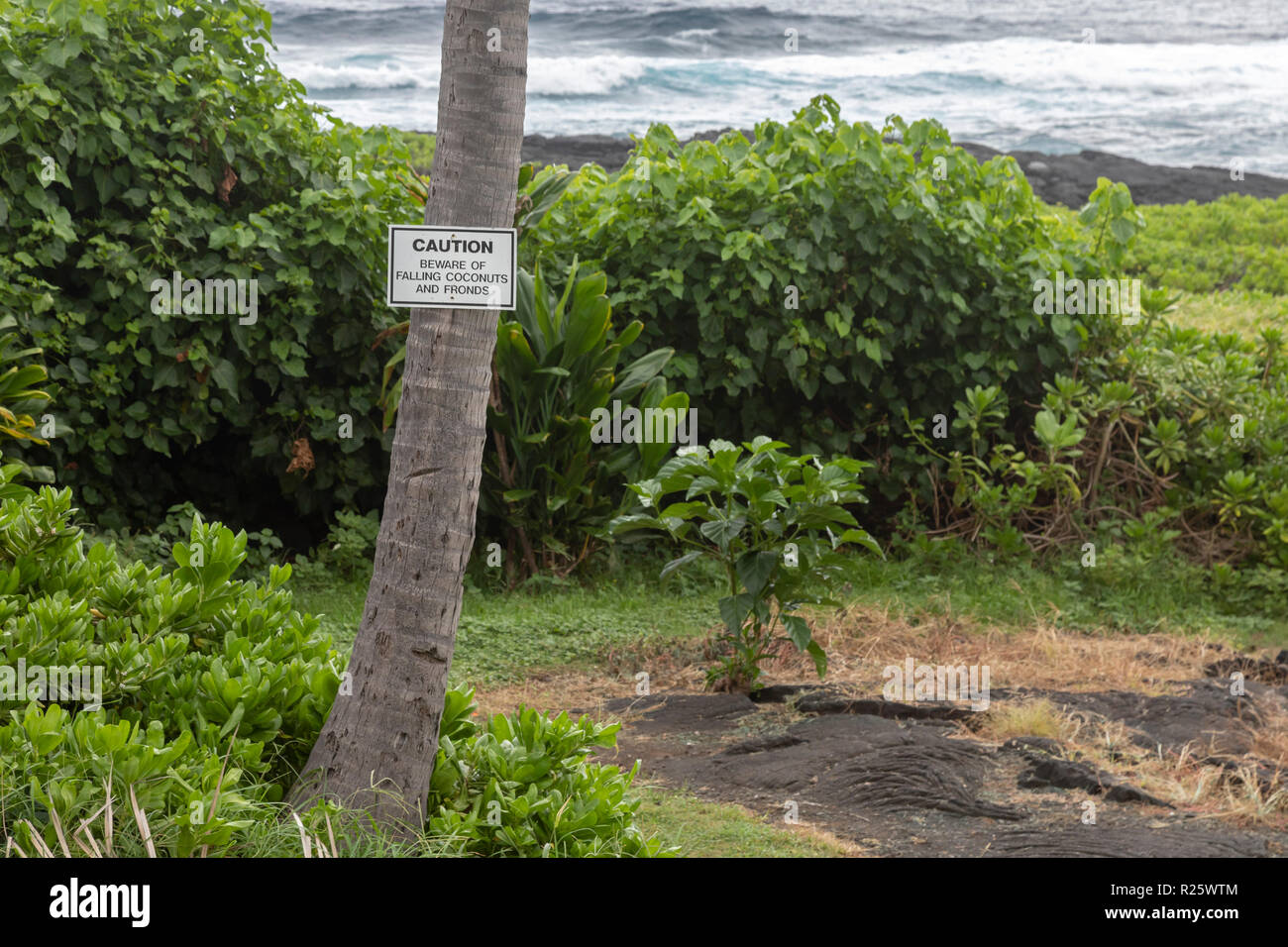 Danger Falling Coconuts High Resolution Stock Photography and Images ...