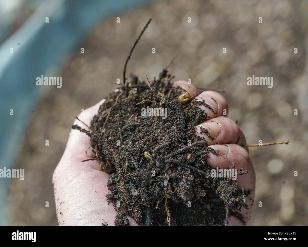 woman's hand holding finished compost Stock Photo - Alamy
