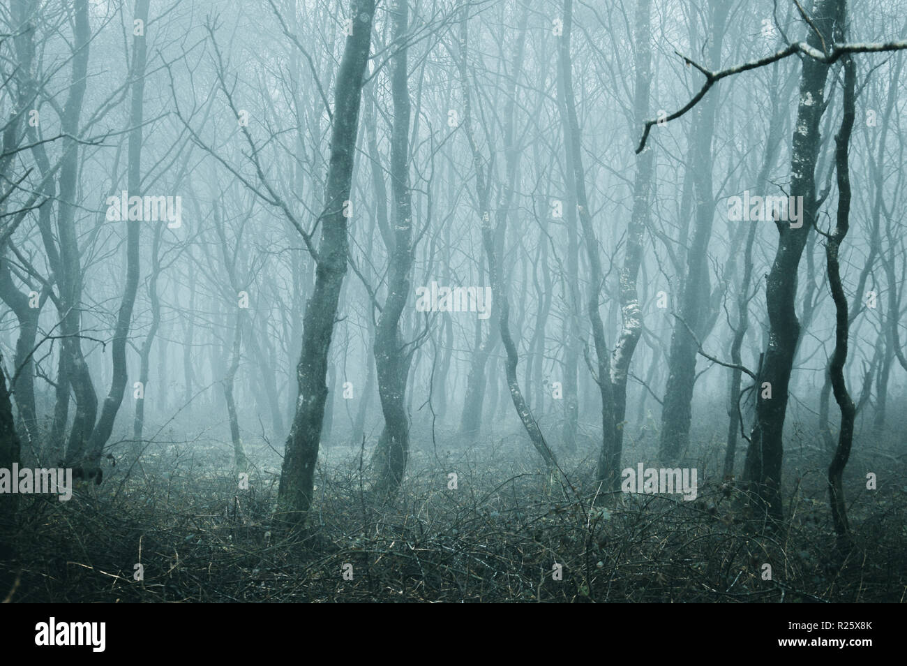 Spooky forest hi-res stock photography and images - Alamy