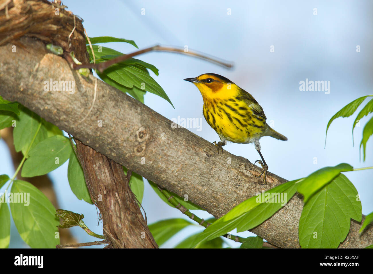 Cape May Warbler (Setophaga tigrina), male, breeding plumage Stock ...