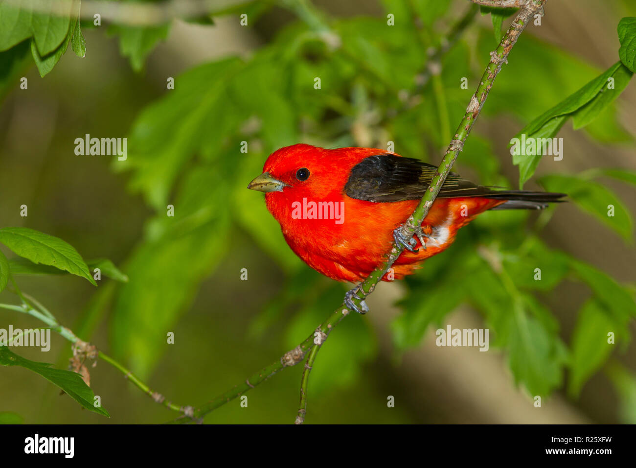 Piranga hi-res stock photography and images - Alamy