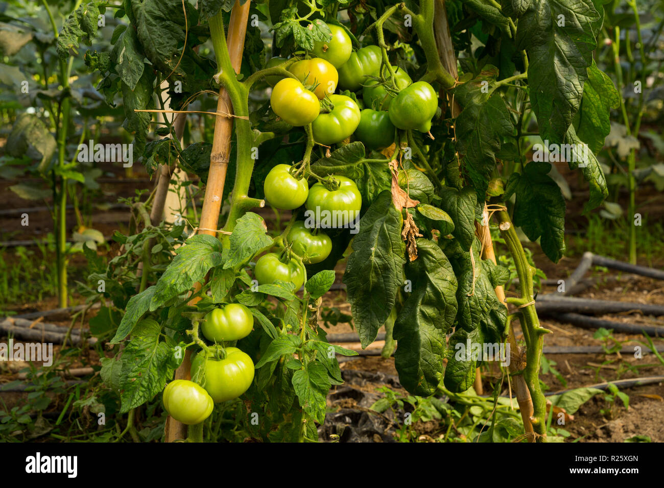 Rows tomato plants growing indoors hi-res stock photography and images ...