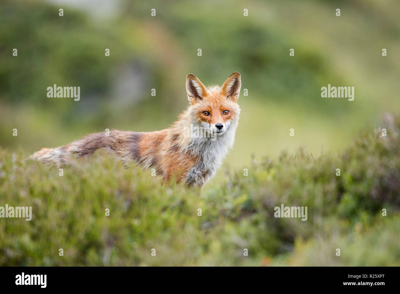 Red fox (Vulpes vulpes) in the mountains, Stubai Valley, Tyrol, Austria ...