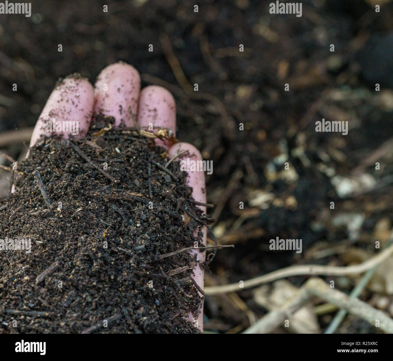woman's hand holding finished compost Stock Photo - Alamy