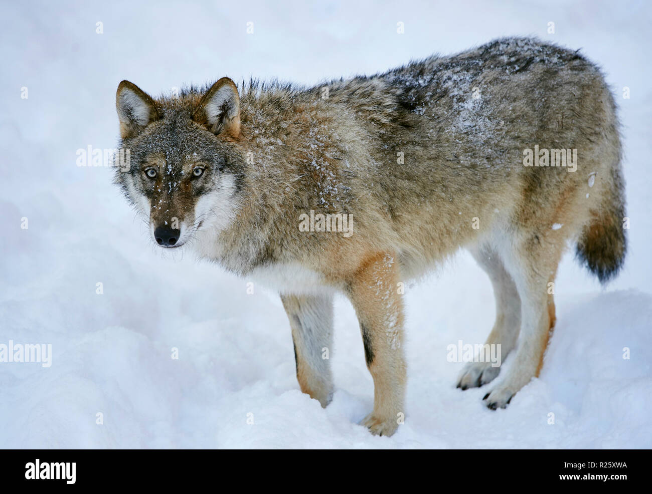 Eurasian wolf snow hi-res stock photography and images - Alamy
