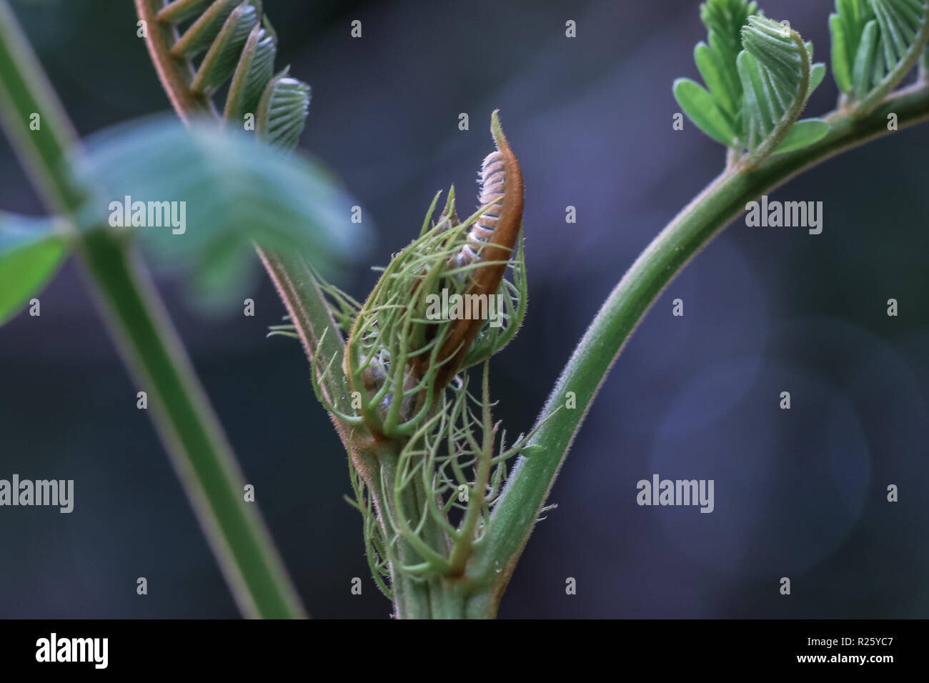 Botanical macro closeup hi-res stock photography and images - Alamy