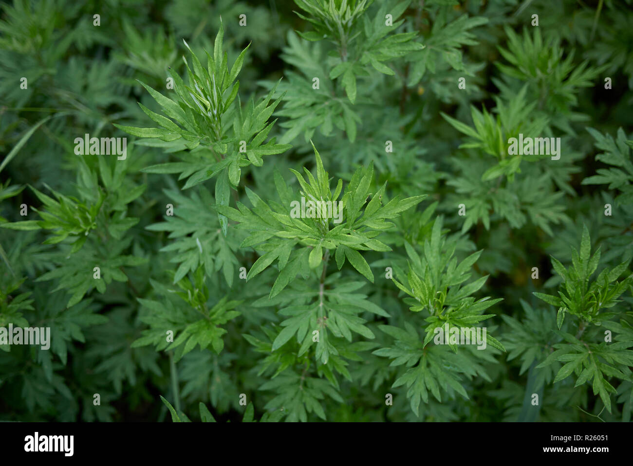 Artemisia vulgaris plants Stock Photo - Alamy